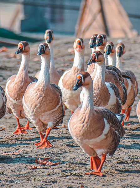 Rocky Pastures Ranch – Regenerative Farming for Future Generations